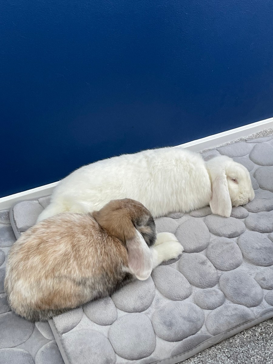 The Rabbit Rangers – How to Properly Care for Rabbits – How to Find ...